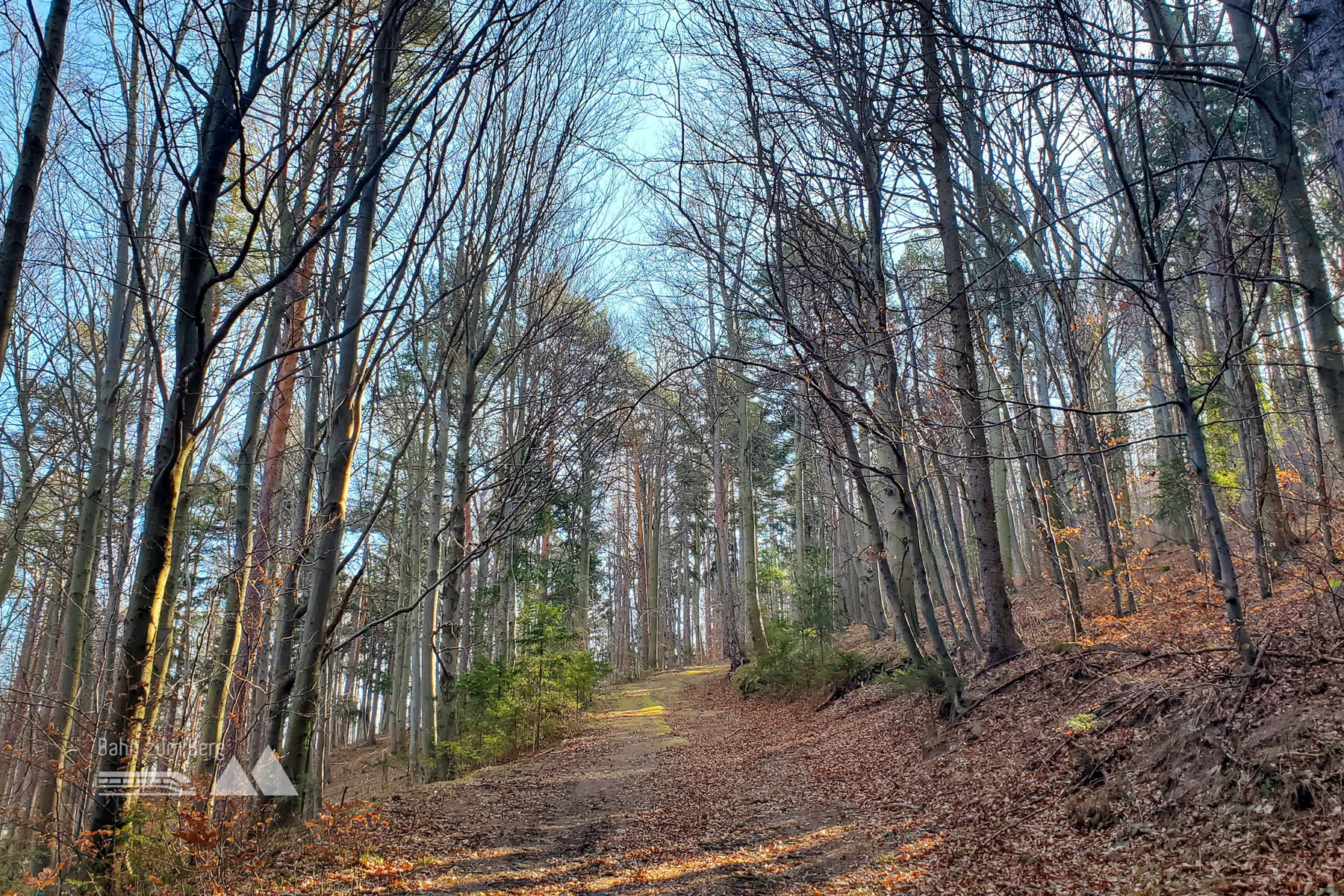 Es geht durch den Wald auf einer Forststraße bergauf. Foto: Linda Prähauser